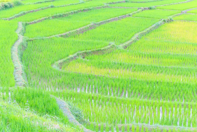 Lines and way of farm stock image. Image of green, cultivation - 34911491