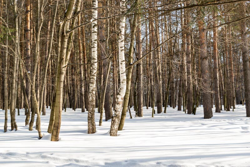 Lines of Winter Tree Trunks in a Park in White Snow Stock Image - Image ...