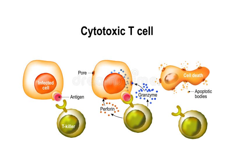 Linfocito T citotóxico ilustración del vector. Ilustración de leucemia ...