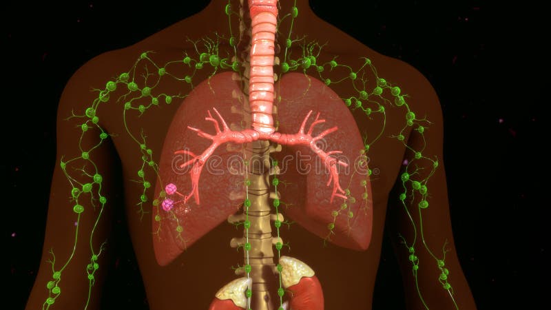 Linfonodi Della Testa E Del Collo Illustrazione Vettoriale ...