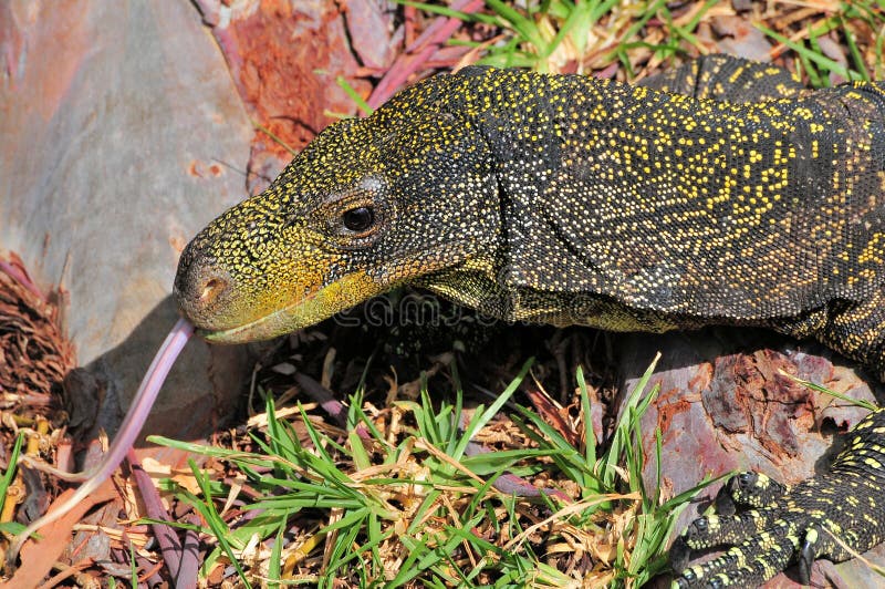 Lagarto preto imagem de stock. Imagem de naughty, frio - 20995355