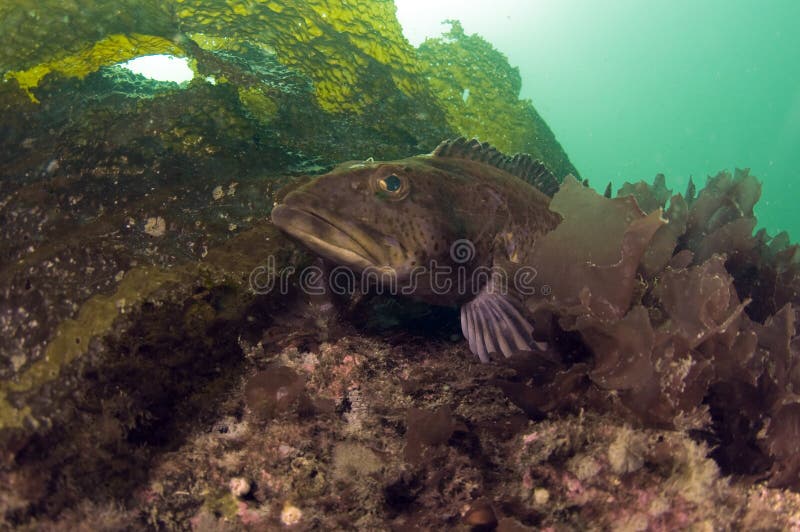 Ling Cod stock photo. Image of elongatus, predator, color - 10369296