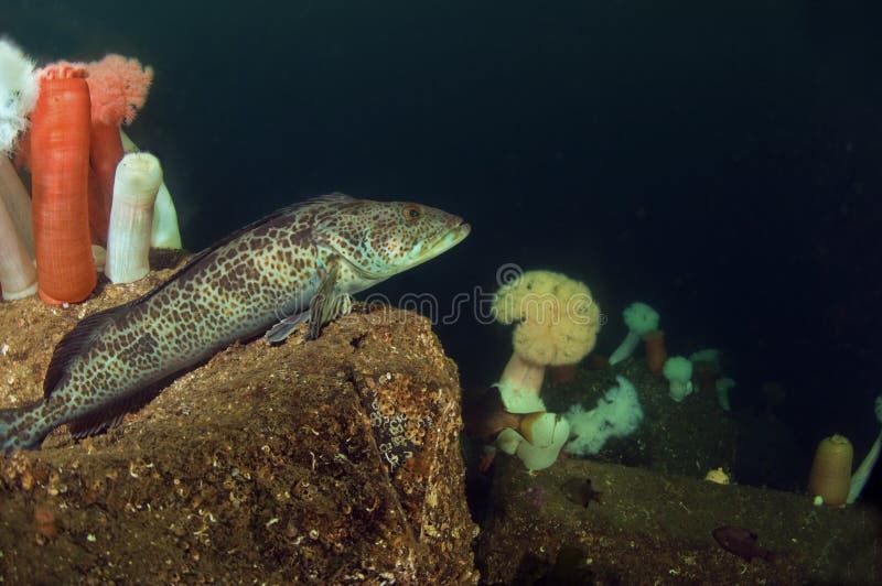 Ling Cod stock photo. Image of life, greenlng, fish, reef - 16710592