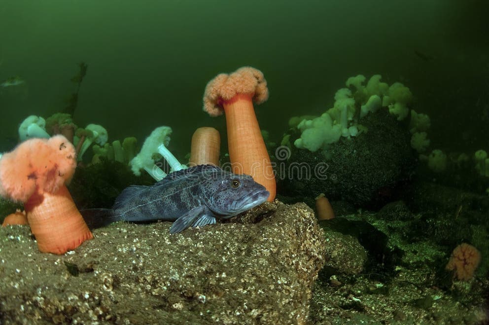 Ling Cod stock image. Image of greenlng, ocean, reef - 16710599