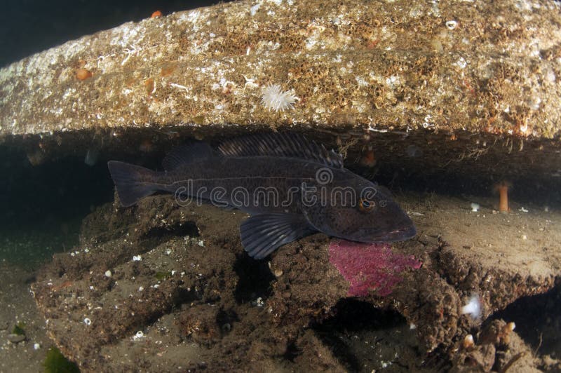 Ling Cod stock photo. Image of underworld, tourism, animal - 21733334