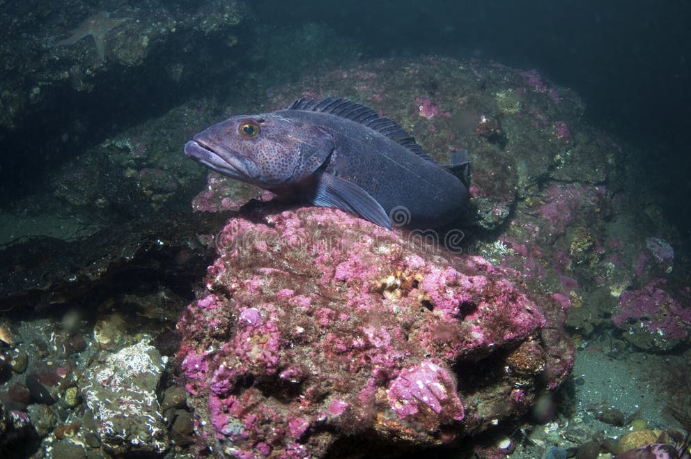Ling Cod stock photo. Image of wildlife, life, undersea - 28650714