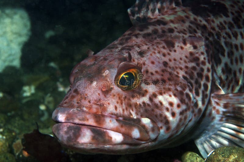 Ling Cod stock photo. Image of underworld, tourism, animal - 21733334