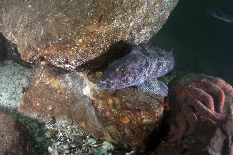 Ling Cod stock image. Image of greenlng, ocean, reef - 16710599