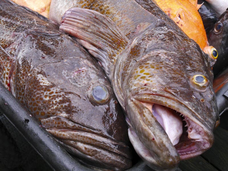 Ling Cod stock photo. Image of underworld, tourism, animal - 21733334