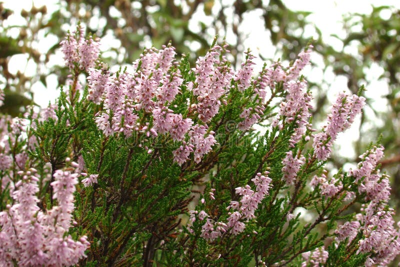 Ling stock image. Image of common, ling, flora, plant - 45461619