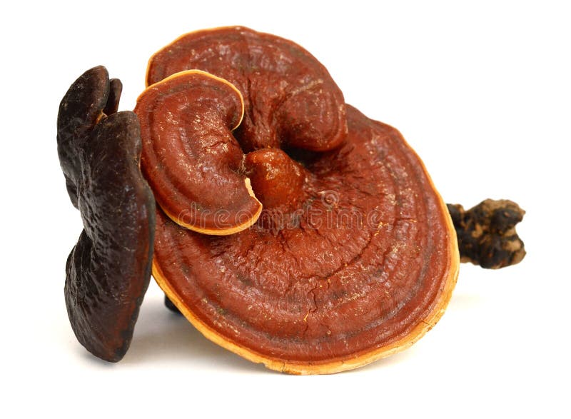 Ganoderma Lucidum on the White Background. Stock Photo - Image of ...