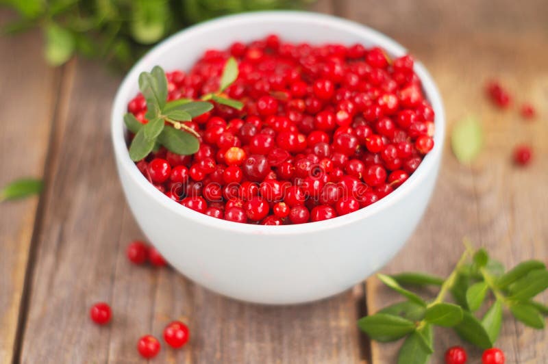 Lingon fotografering för bildbyråer. Bild av land, trä - 43831647