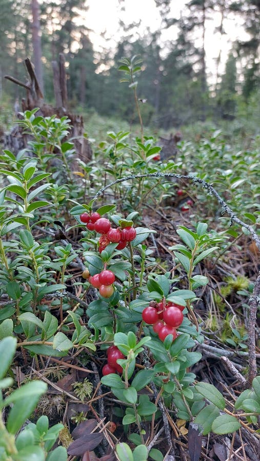 Lingon Berries in the Woods Stock Image - Image of herb, woods: 254054241