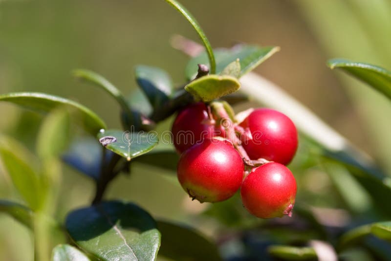 Lingonberry stock photo. Image of floor, moss, wood, flora - 11480712
