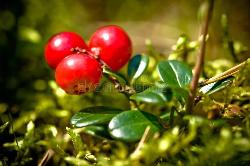 Lingonberries stock photo. Image of partridgeberry, closeup - 11497218