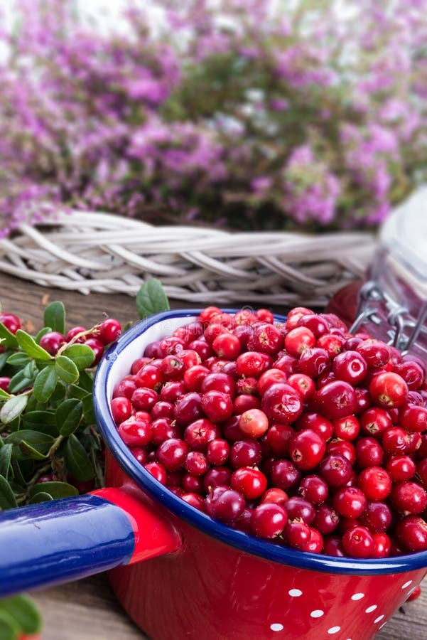 Lingonberries stock foto. Image of bessen, najaar, daling - 45488048