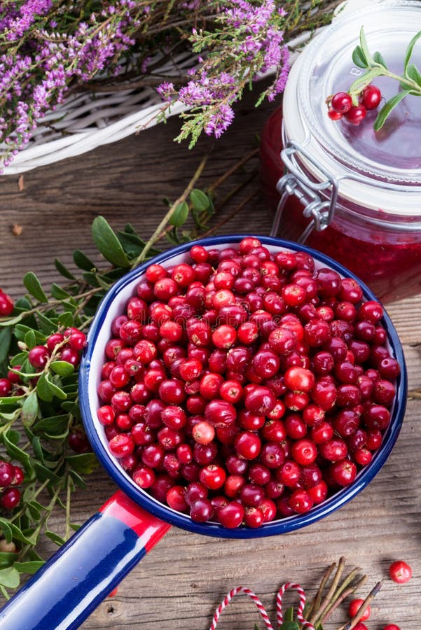 Lingonberries stock photo. Image of food, evergreen, cranberries - 46215574
