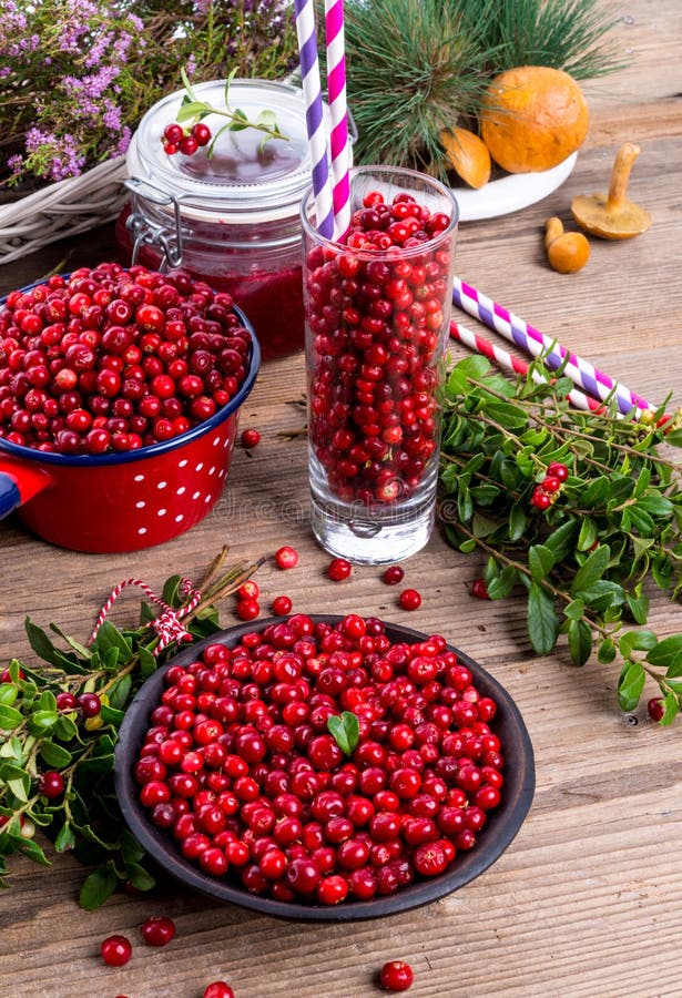 Lingonberries stock photo. Image of fall, forest, lingonberry - 46215524