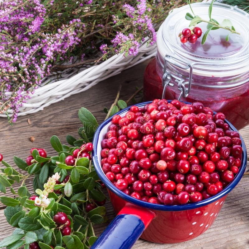 Lingonberries stock image. Image of cowberry, juicy, image - 45656389