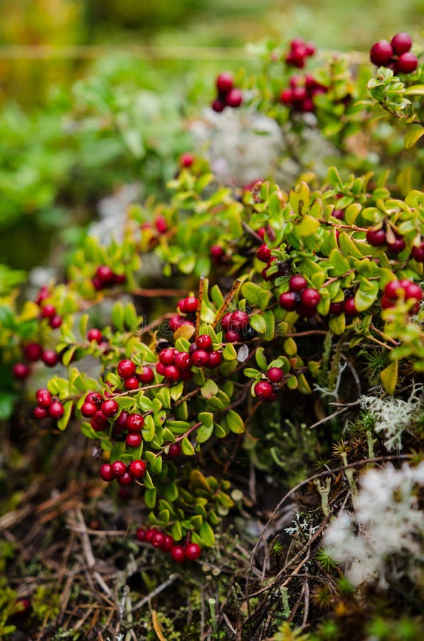 Fresh lingonberries stock image. Image of north, wooden - 27559847