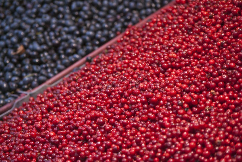Lingonberry stock photo. Image of nature, harvest, ripe - 21407568