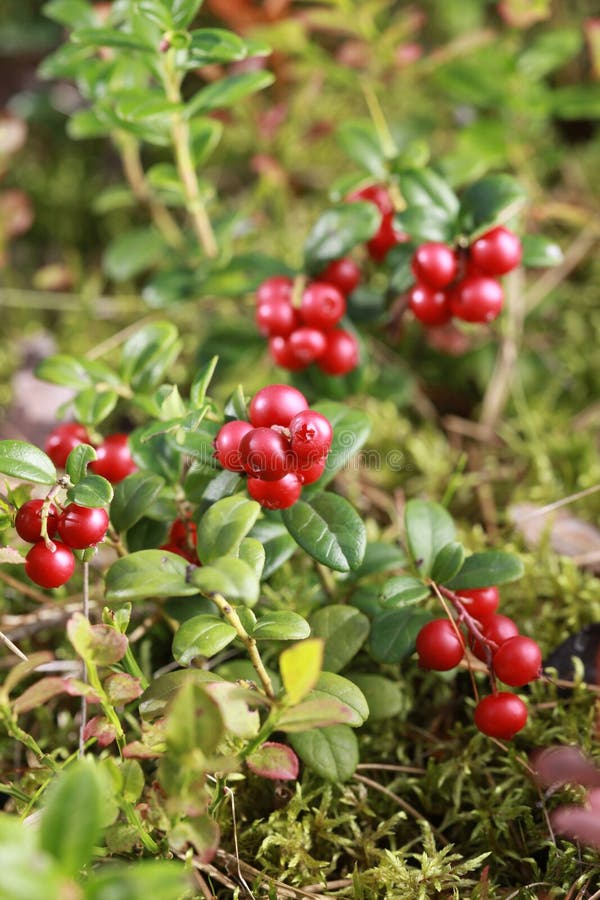 Lingonberry on a Bush in the Woods Stock Photo - Image of cowberries ...