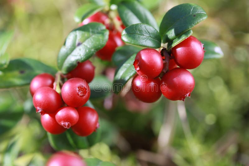 Lingonberry on a Bush in the Woods Stock Photo - Image of nature, taiga ...