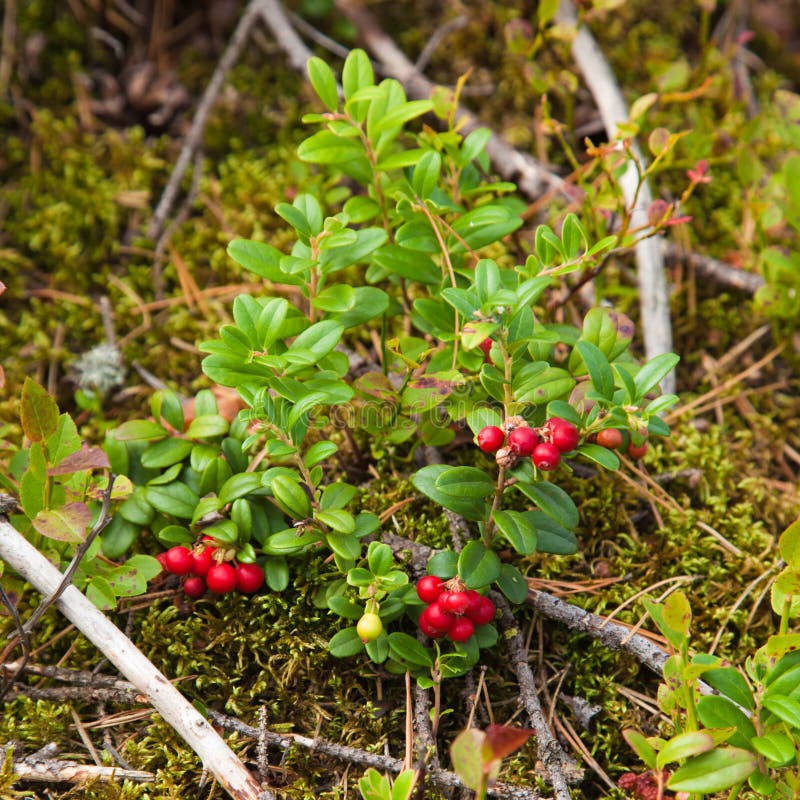 Lingonberry; stock image. Image of forage, diet, object - 33321331
