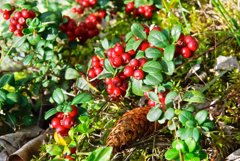 Lingonberries on Bush stock image. Image of nature, food - 43702259