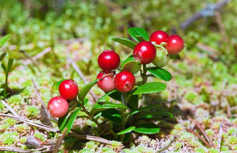 Lingonberry Shrub with Berries Stock Image - Image of ripe, fresh: 22699343