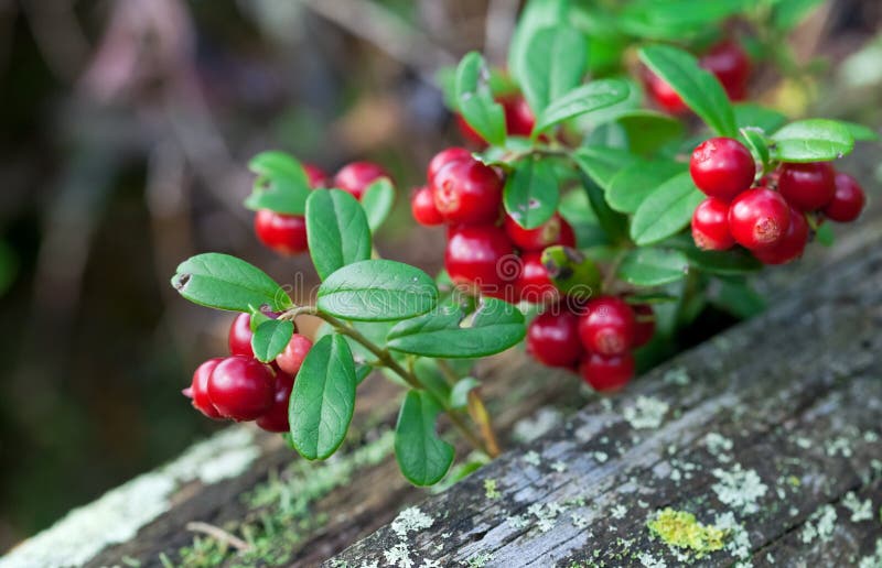Lingonberry Shrub with Berries Stock Image - Image of ripe, fresh: 22699343