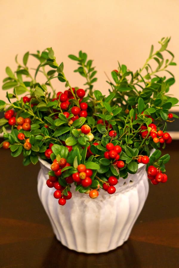 Lingonberry Sprigs with Red Berries in a Vase. Stock Photo - Image of ...