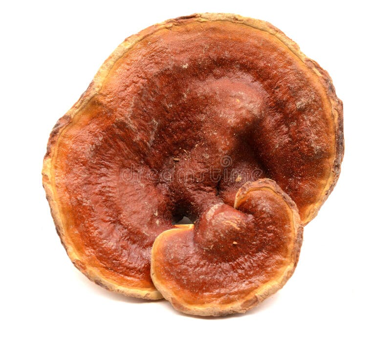 Lingzhi, Ganoderma Lucidum on White. Chinese Traditiona Stock Image ...