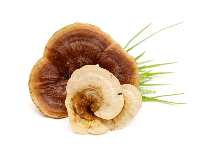 Lingzhi Hongo Ganoderma Lucidum Aislado Foto de archivo - Imagen de ...