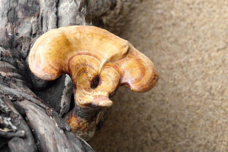 Lingzhi mushroom stock photo. Image of lingzhi, tree - 75397520