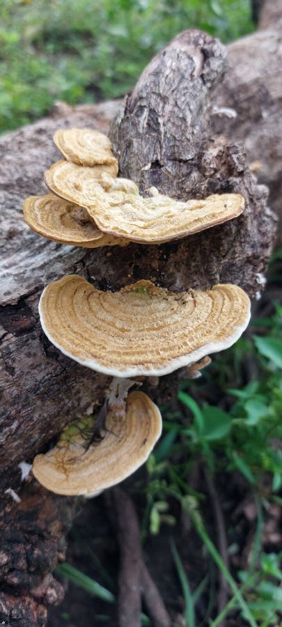 Lingzhi mushroom stock image. Image of wood, fungus - 373794801
