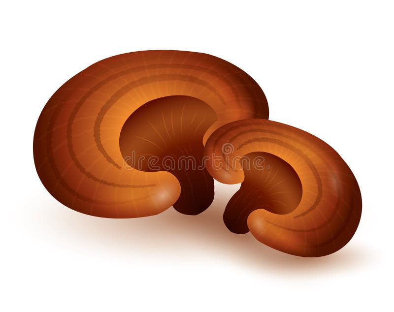 Ganoderma Lucidum Stock Illustrations – 160 Ganoderma Lucidum Stock ...