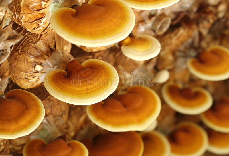 Lingzhi mushrooms stock image. Image of mycelium, health - 39028313