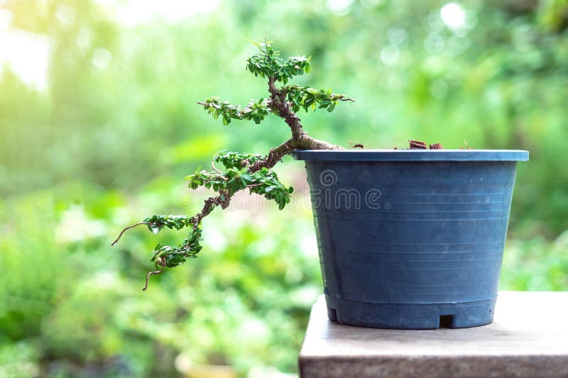 Linh Sam Small Leaf Bonsai Tree in Plastic Pot Stock Image - Image of ...