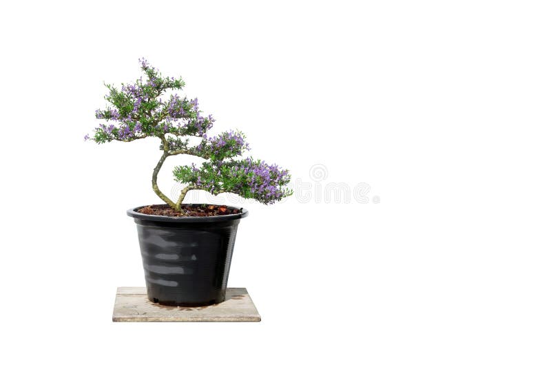 The Linh Sam Tree is Blooming Beautiful Purple Flowers with Copy Space ...