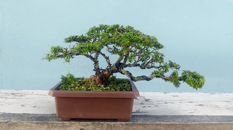 Linh Sam Tree, a Tree Structure for Creating a Bonsai Stock Image ...