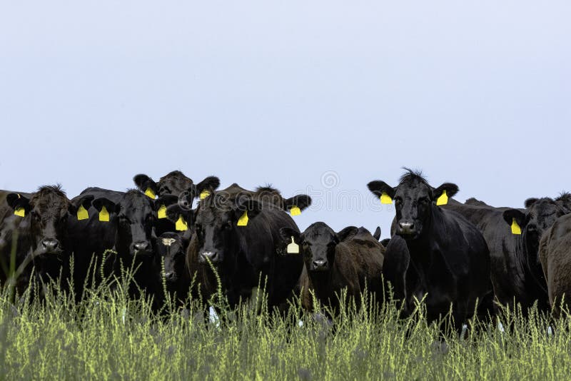 Gado angus em confinamento foto de stock. Imagem de brasileiro - 204549348
