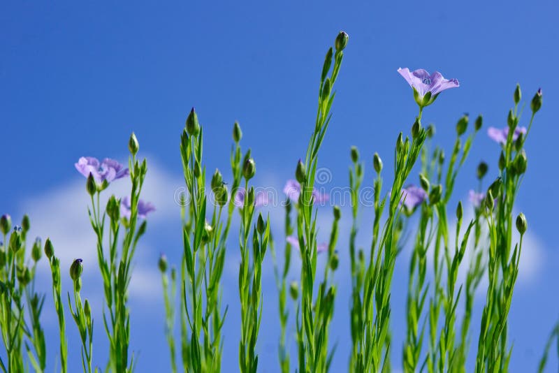 Flores do linho foto de stock. Imagem de ingrediente - 25960428