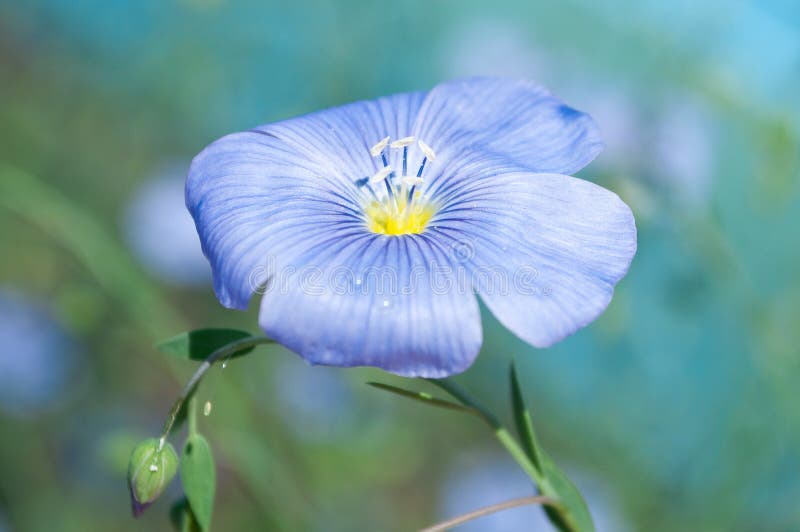 Flor do linho. foto de stock. Imagem de colheita, rural - 15914320