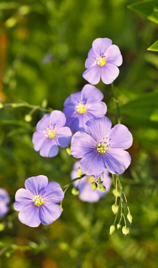 Flores do linho foto de stock. Imagem de ingrediente - 25960428