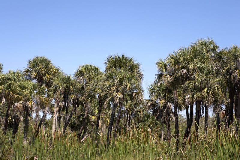 Florida bagna obraz stock. Obraz złożonej z jezioro, algi - 8514689