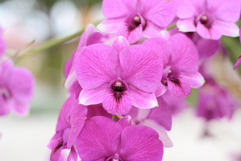 Link Orchid Flowers in a Blur Background Stock Image - Image of flowers ...
