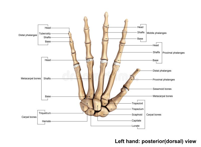 Linke Hand Posterior& X28; Dorsal& X29; Ansicht Stockbild - Bild von ...
