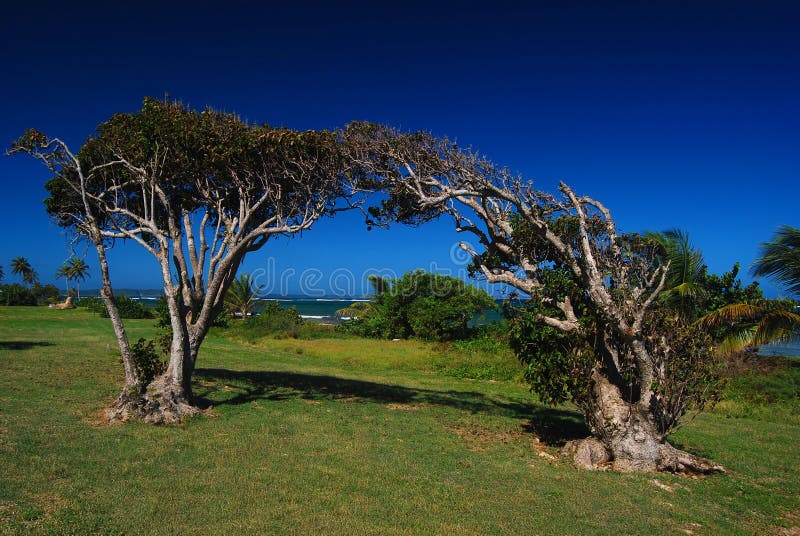 Linked Trees stock photo. Image of atlantic, delos, caraibe - 4215854