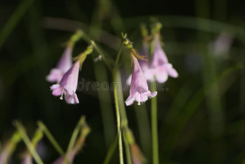 Linnaea borealis stock image. Image of idaho, blossom - 121533497